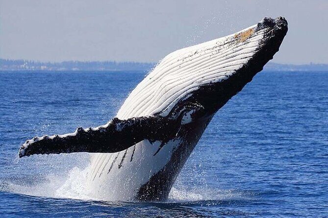 1.5 Hour Whale Watching Cruise With Transportation - Final Thoughts: Is It Worth It?