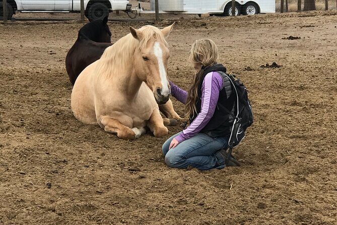 1.5 Hours Private Meditations with the Horses in Oregon - Broader Context: Why This Experience Matters