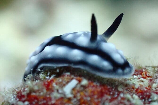 1 Day Diving Experience in Semporna - The Value in This Experience