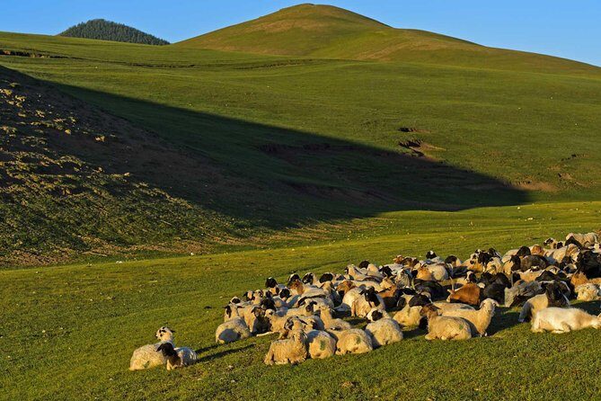 1 Day Tour: Khustai National Park - Final Thoughts