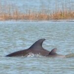 1 Hour Private Dolphin Tour Hilton Head Island - Transportation and Practicalities