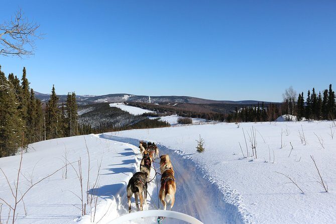 1-hr. Dog Sledding Tour in Fairbanks (without transportation) - The Cost and Value Proposition