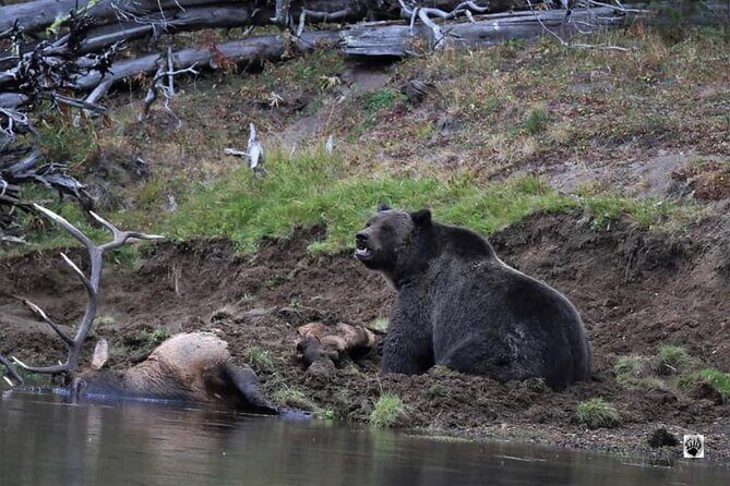 #1 Special Yellowstone Hot Spots Lower Loop From Cody Wy! - The Itinerary: A Closer Look