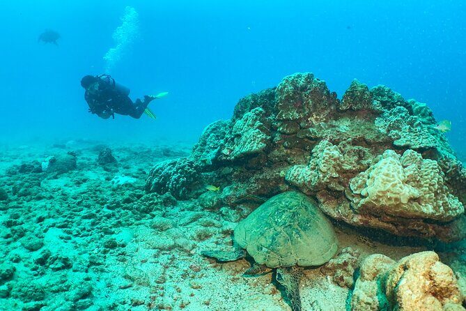 1 Tank Discover Scuba at Koloa Landing with No Experience needed - FAQ