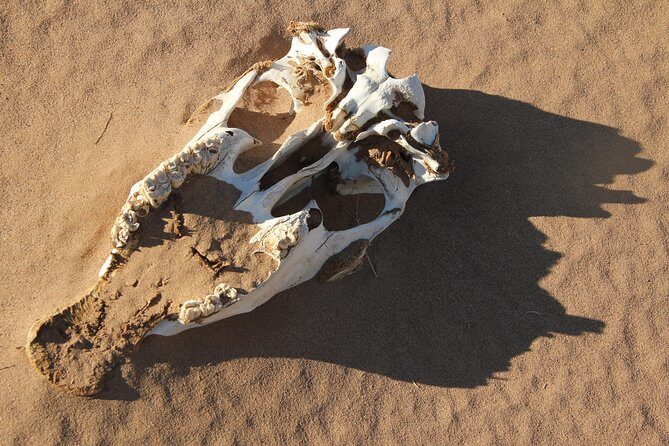 10 Days Gobi Desert and Express Mongolia - Authenticity and Practical Tips