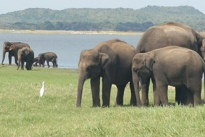 10 Days Travel in Sri Lanka with Accommodation - Who Will Love This Tour?