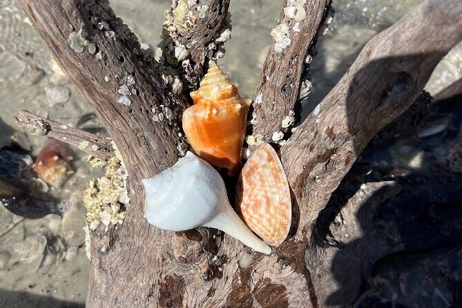 10,000 Islands Shelling Trip Marco Island FL - The Practicalities