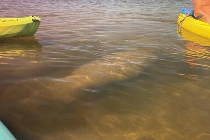 2.5 Hour Kayaking with Manatee and History Tour in Tarpon Springs - What to Expect from the Tour