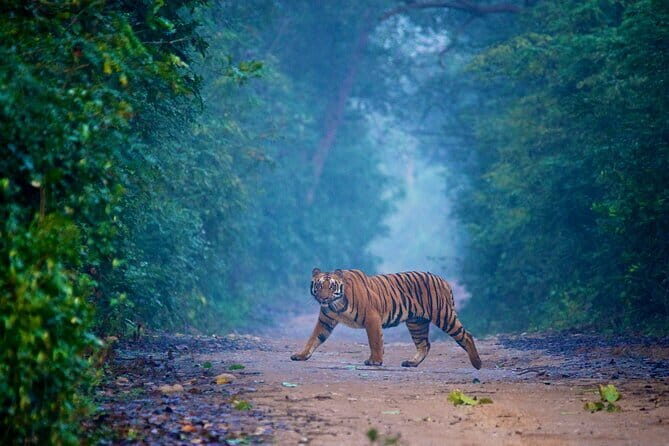 2-Day Jaipur, Jhalana Leopard & Sariska Tiger Safari - The Wild Side: Safaris at Jhalana and Sariska