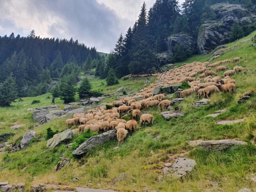 2 Day Private Tour from Bucharest in Transylvania - The Transport and Group Dynamics