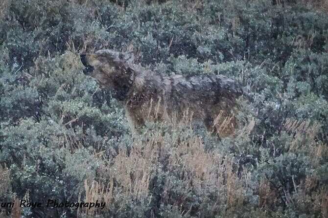 2-Day Private Tour in Yellowstone(Lower and Upper Loops w Iconic Sites) w Lunch - Final Thoughts