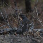 2-Day Private Yellowstone Tour(Lower and Upper Loops w Iconic Sites) w Lunch - Why This Tour Offers Value