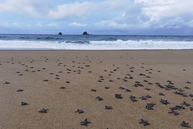 2 Day Volunteer Adventures in Sukamade Turtle Conservation - An In-Depth Look at the Tour