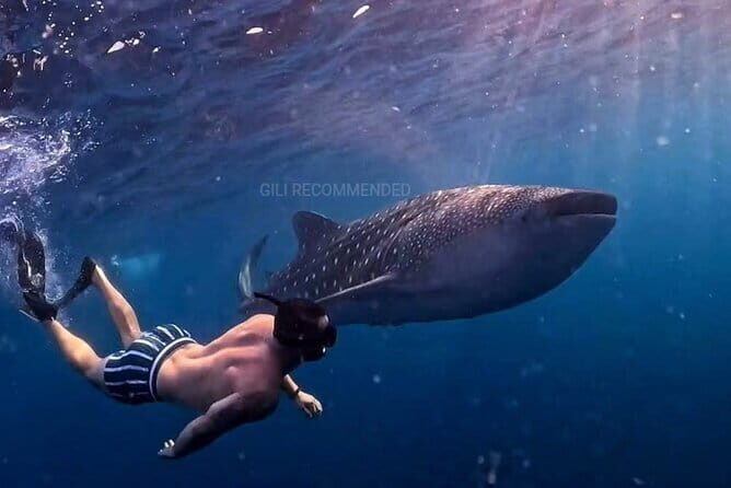 2 Days 1 Night Whale Shark Sharing - The Journey and Transportation