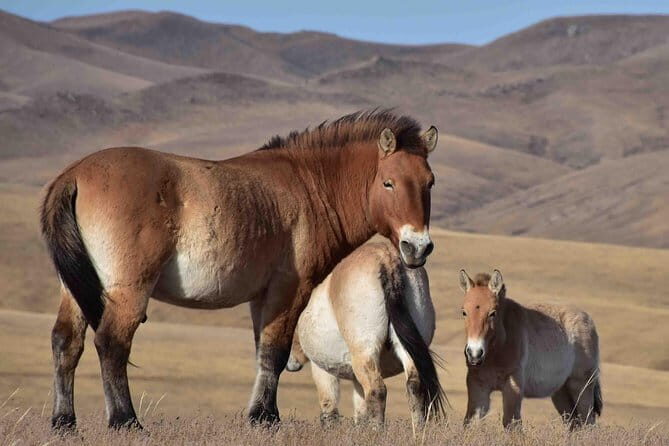 2 Days Hustai National Park and Nomadic homestay tour - The Nomadic Family Experience: A Window into Traditional Life