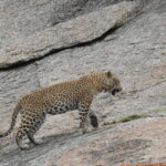 2 Days Safari Tour in Jawai and Jodphur - Authenticity and Experience Quality