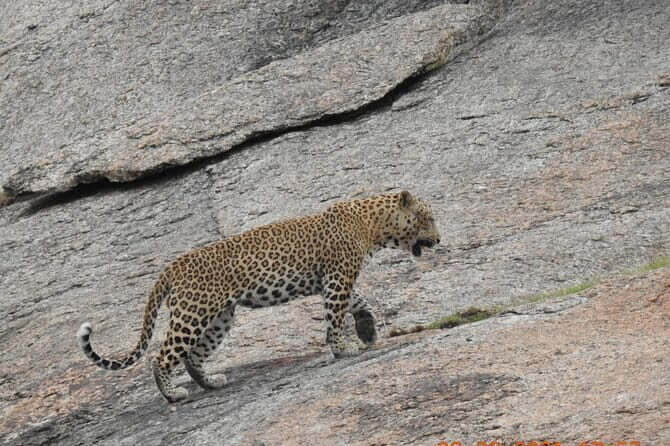 2 Days Safari Tour in Jawai and Jodphur - Authenticity and Experience Quality