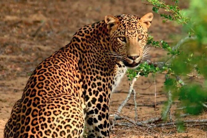 2 days yala National Park From Colombo with of Jeep Safari - Day 2: Wildlife Encounter and City Relaxation