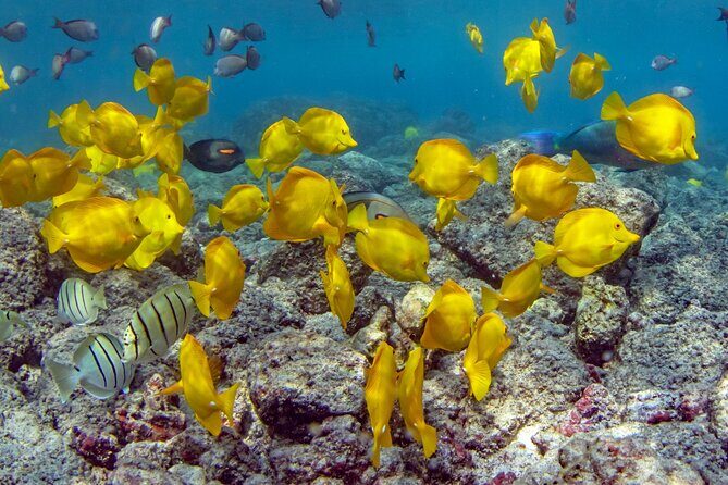 2-Hour Dolphin Watching and Double Reef with Snorkel in Hawaii - What Travelers Love