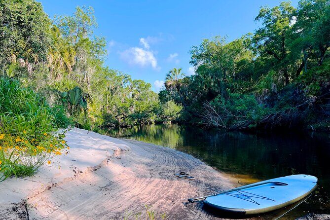 2 Hour Guided Stand Up Paddle Board Tour along Upper Manatee River - The Sum Up