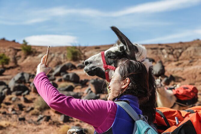 2-Hour Llama Hike - The Value of a Guided Small Group