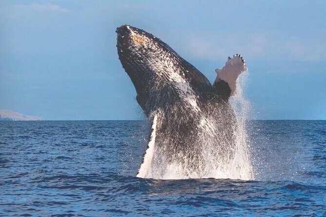 2-Hour Ma'alaea Humpback Whale Watching Cruise for up to 6 Guests - Who Should Consider This Tour?