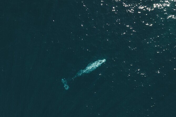 2 Hour Whale Watching Kayak Tour for Two - Practical Tips for Your Kayaking Adventure