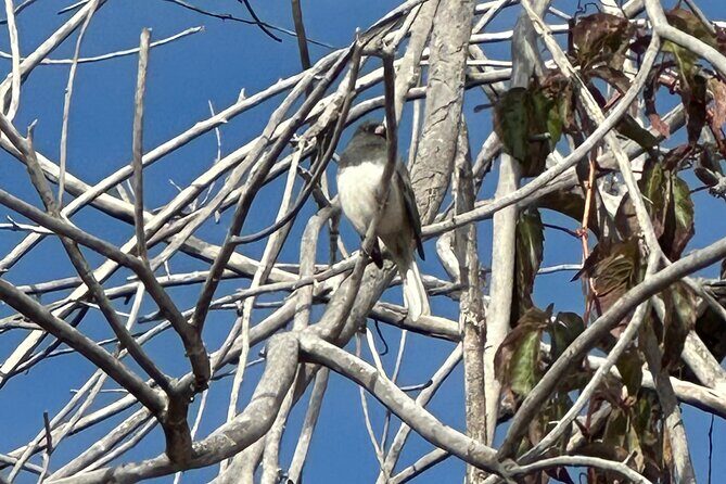 2 Hours of Mindful Bird Watching near Denver - What to Expect on the Tour
