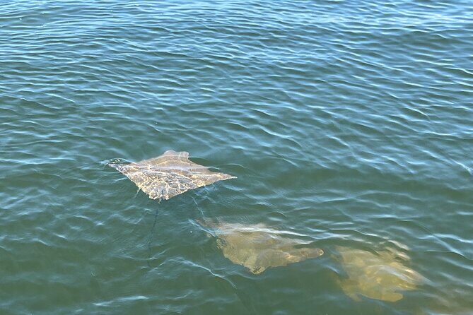 2 HR Dolphin Tour for 7 people - Who Should Consider This Tour
