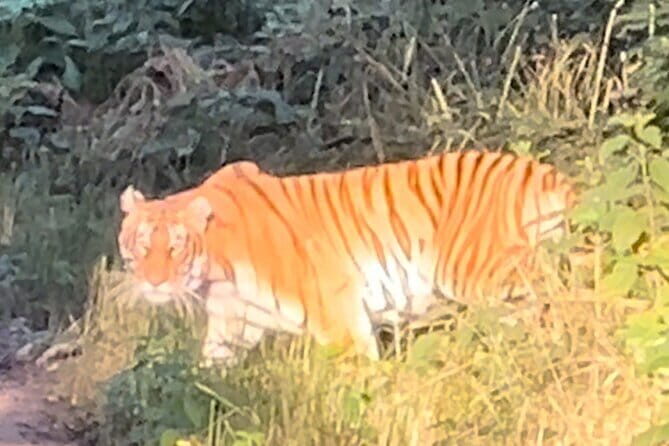 2 Nights 3 Days Chitwan National Park Package with Jeep Safari - What’s Included and What’s Not