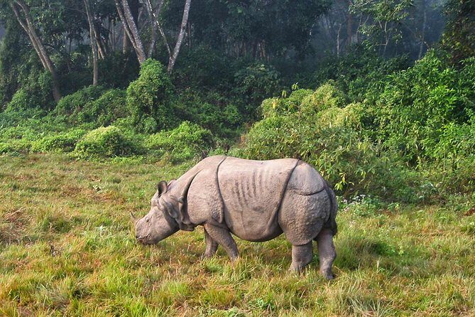 2 Nights Chitwan Luxury Tour from Kathmandu or Pokhara - What Travelers Can Expect