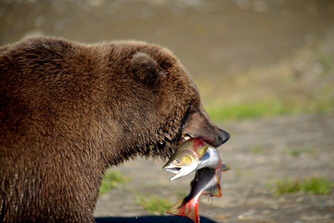 2 Park Bear Viewing Adventure to Katmai and Lake Clark NP - The Scenic Flyover