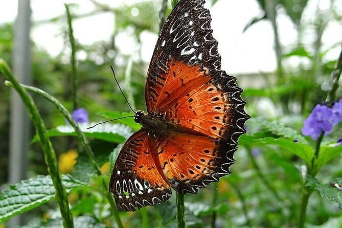 2Days 1Night Cameron Highland and Penang Island Private Tour from Kuala Lumpur - Final Words