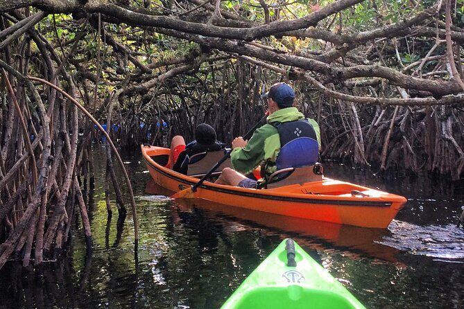 2Hour Everglades Kayak Safari Adventure Through Mangrove Tunnels - The Experience in Detail