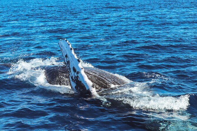 2Hour Whale Watching and Boat Cruise in Haleiwa Oahu Hawaii - Who Will Love This Tour?