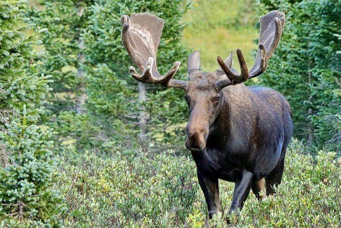 3/4 Day Rocky Mountain NP "Mountain to Sky+Bear Lake Rd" Tour - RMNPhotographer - What the Reviews Say
