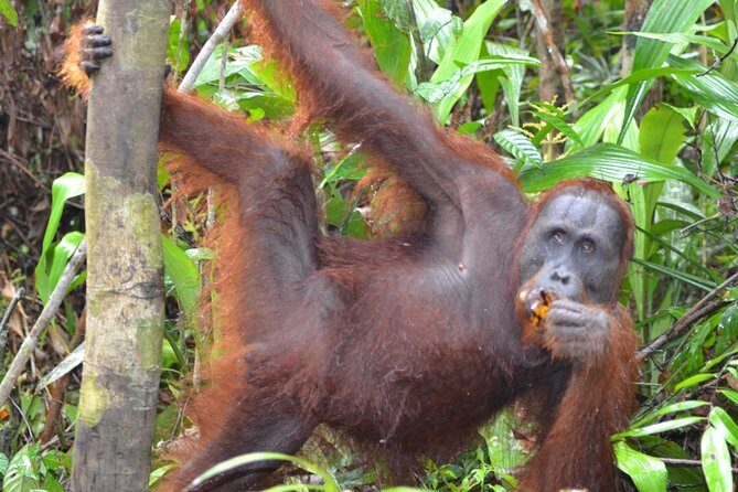 3 Days Deluxe Cabin Houseboat Orangutan Tanjung Puting - FAQ