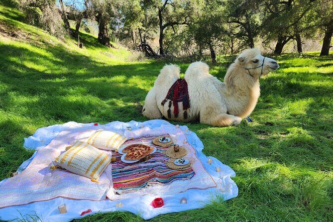 3 Hour Camel Trek into the Forest and Ranch in California - Final Thoughts