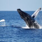 3-Hour Guided Whale and Dolphin Watching Experience in San Diego - Why This Tour Stands Out