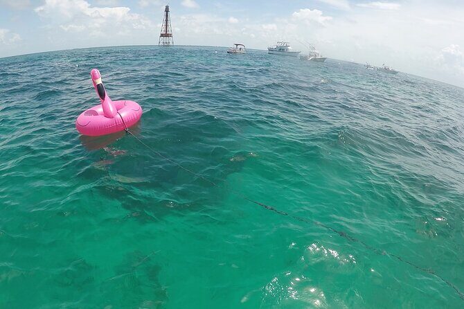 3 Hour Private Snorkeling in Marathon Florida - End of Trip and Return