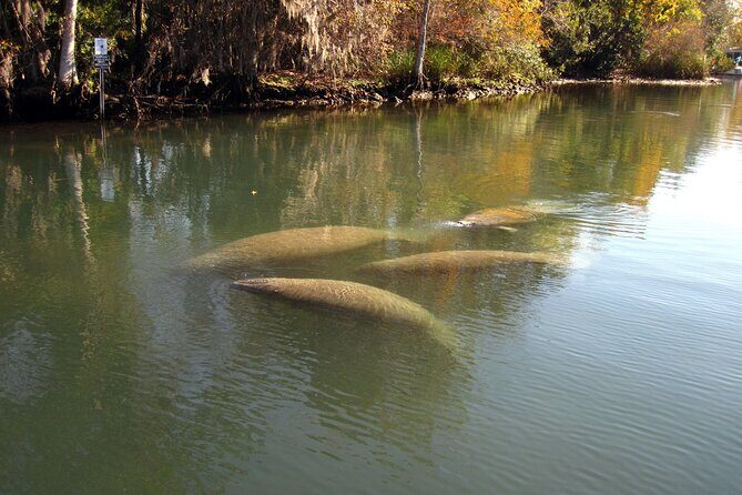 3 Hour See Crystal River Wildlife Safari Boat Cruise - Detailed Breakdown of the Itinerary