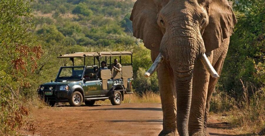 3-Hour Shared Game Drive in Pilanesberg National Park - Discovering Pilanesberg in 3 Hours