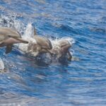 3-Hour Small-Group Maalaea Luxury Snorkel Cruise Tour - Who Would Love This Tour?