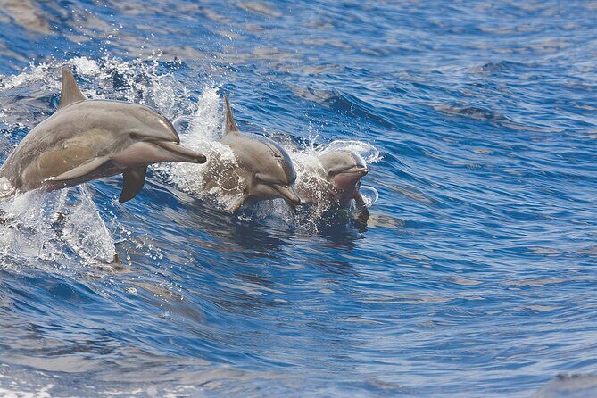 3-Hour Small-Group Maalaea Luxury Snorkel Cruise Tour - Who Would Love This Tour?