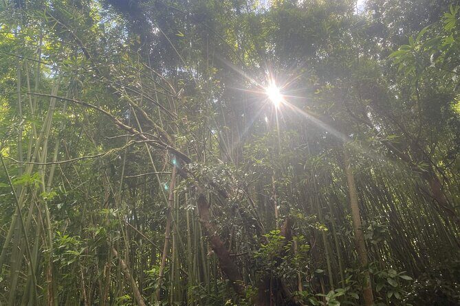 3 Hours Private Hiking and Bushwalking in the Aiea Loop Trail - Who Is This Tour Best For?