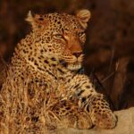 4 Day Kruger Katekani Big 5 Safari from Johannesburg - Accommodation at Katekani Lodge