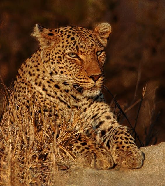 4-Day Kruger Tremisana or Masango Safari from Johannesburg - What Makes This Safari Stand Out