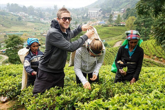4 Day Tour to Kandy Nuwara Eliya Ella & Udawalawe Safari From Negombo - Who is This Tour Best For?