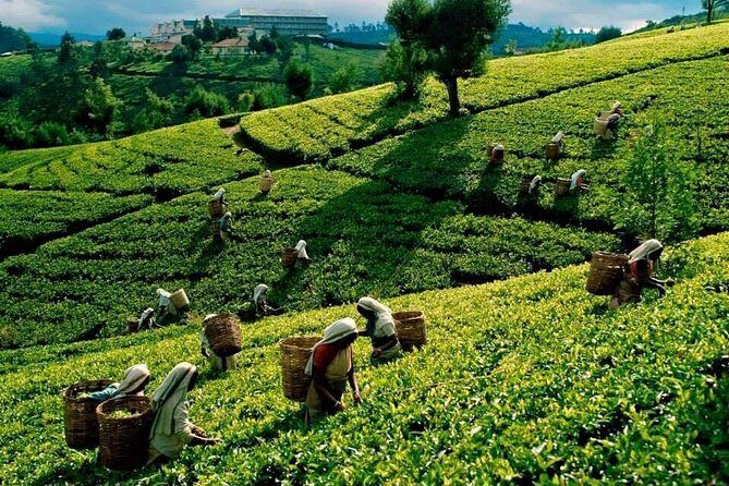 4 Days Essence Of Sri Lanka - Why Consider This Tour?