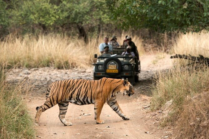 4 Days Golden Triangle Tour with Ranthambore Tiger Safari - What Does It Mean for You?